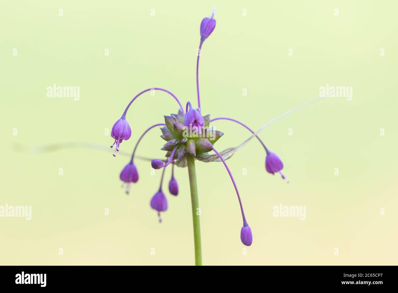 Keeled flowers hi-res stock photography and images - Alamy