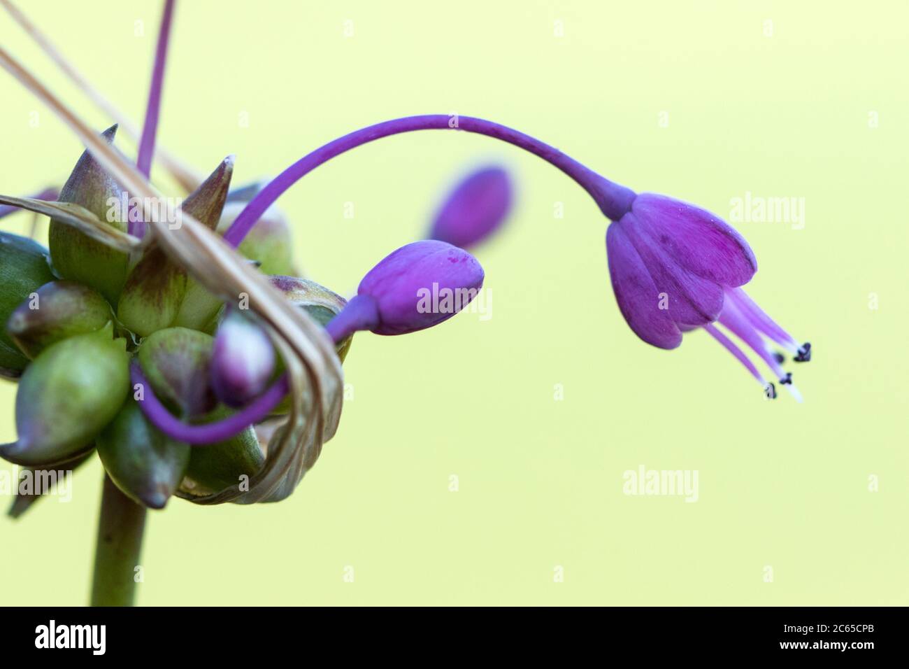 Keeled flower hi-res stock photography and images - Alamy