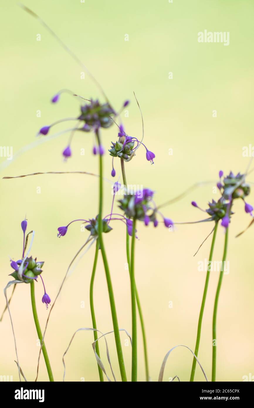 Keeled flower hi-res stock photography and images - Alamy