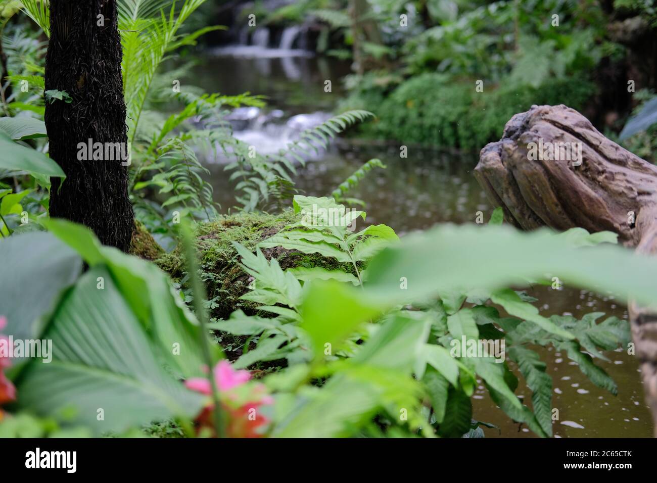 green natural leaves plant tree nature garden park view Stock Photo - Alamy