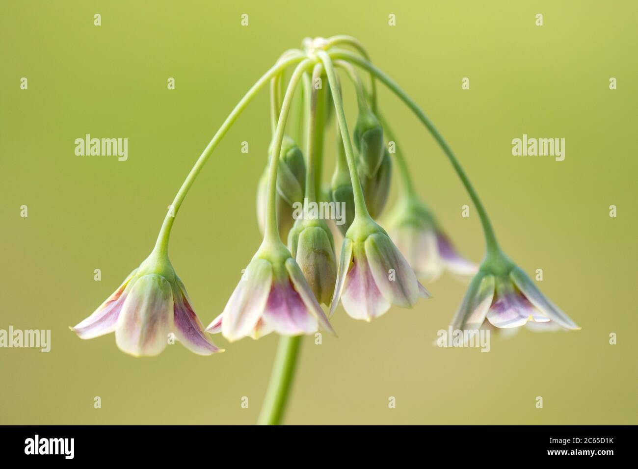Sicilian garlic bulbs hi-res stock photography and images - Alamy