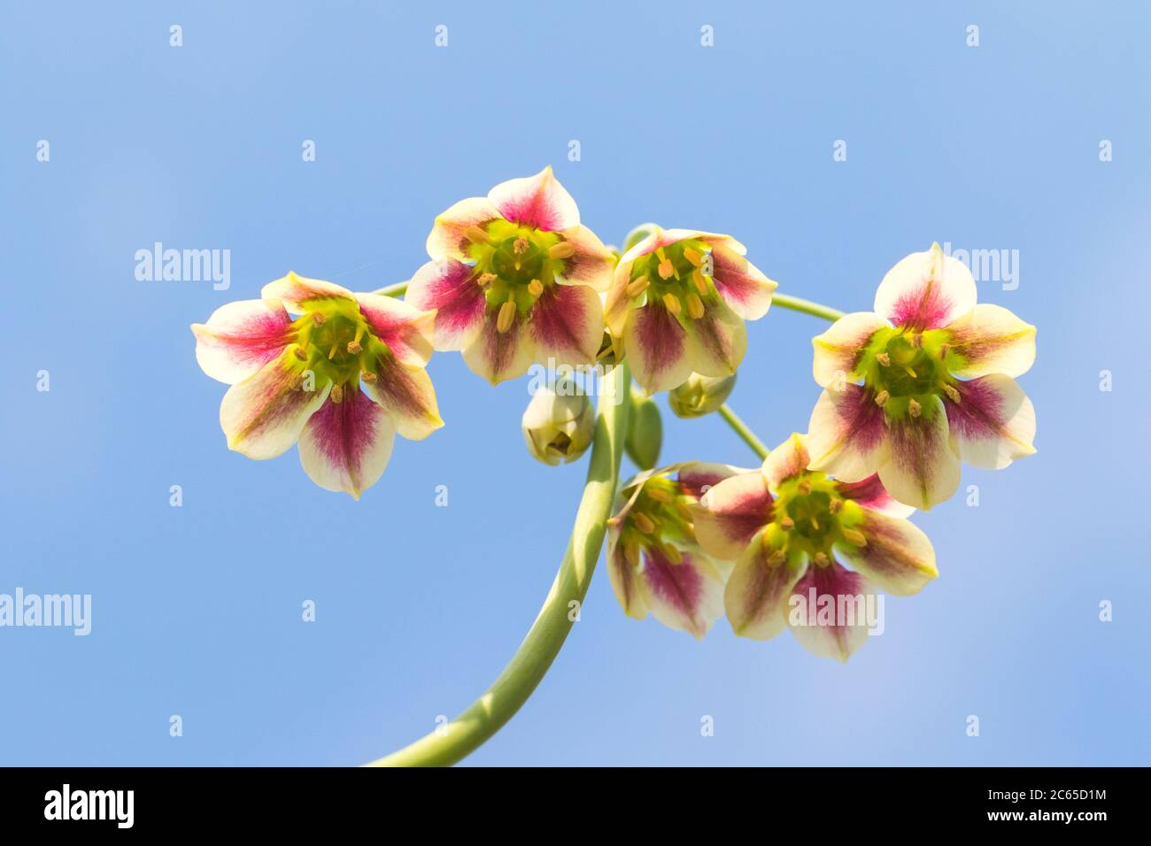 Sicilian garlic bulbs hi-res stock photography and images - Alamy