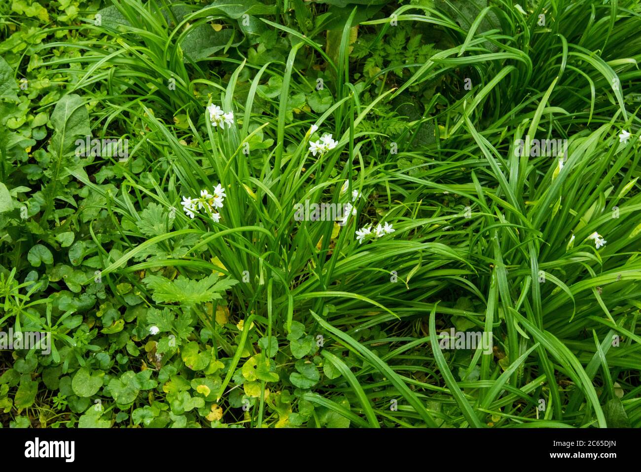Three cornered leek leek hi-res stock photography and images - Alamy