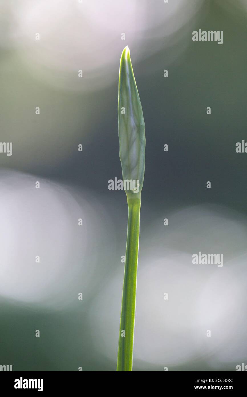 Three-cornered Leek flower buds Stock Photo - Alamy