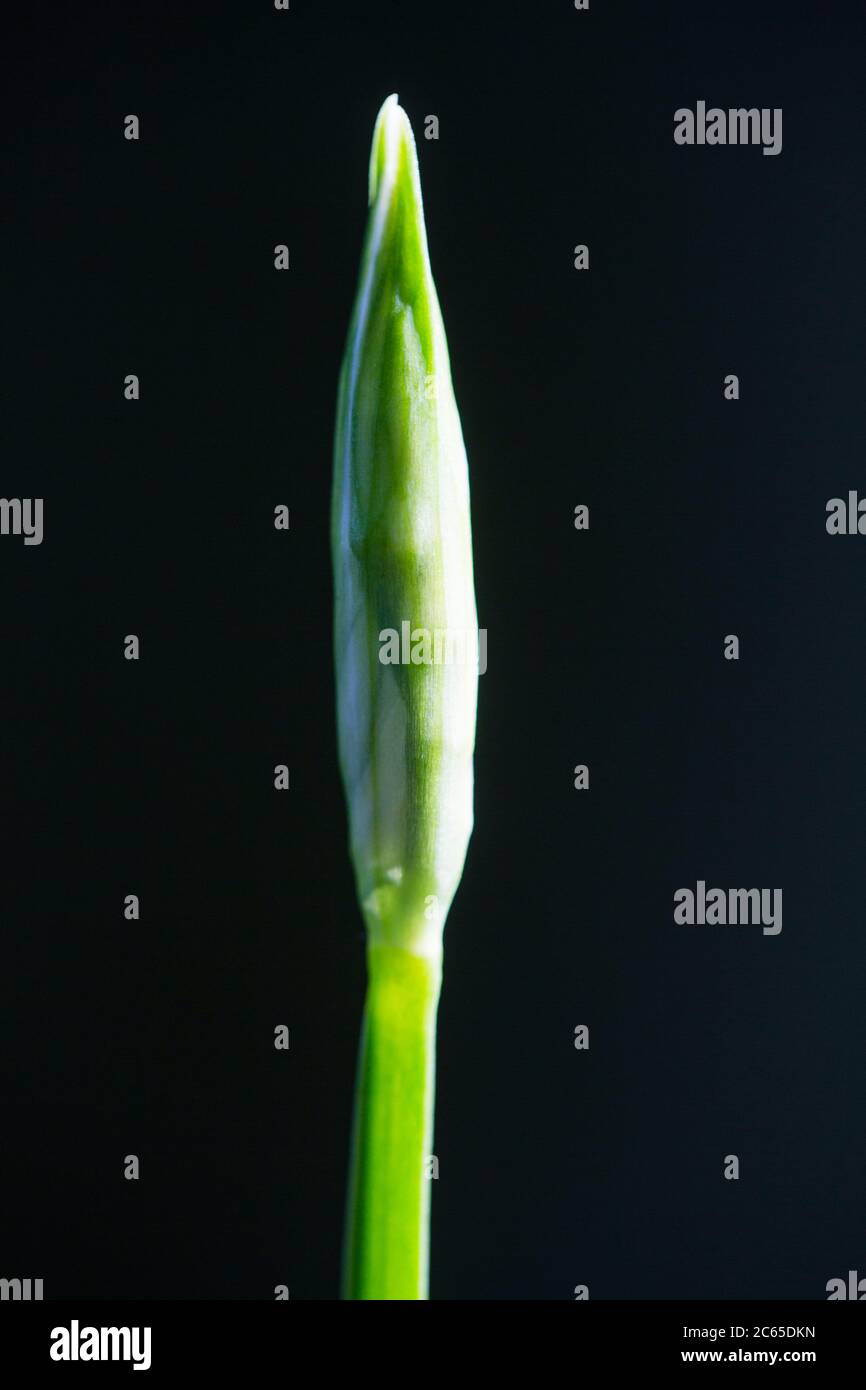 Three-cornered Leek flower buds Stock Photo - Alamy