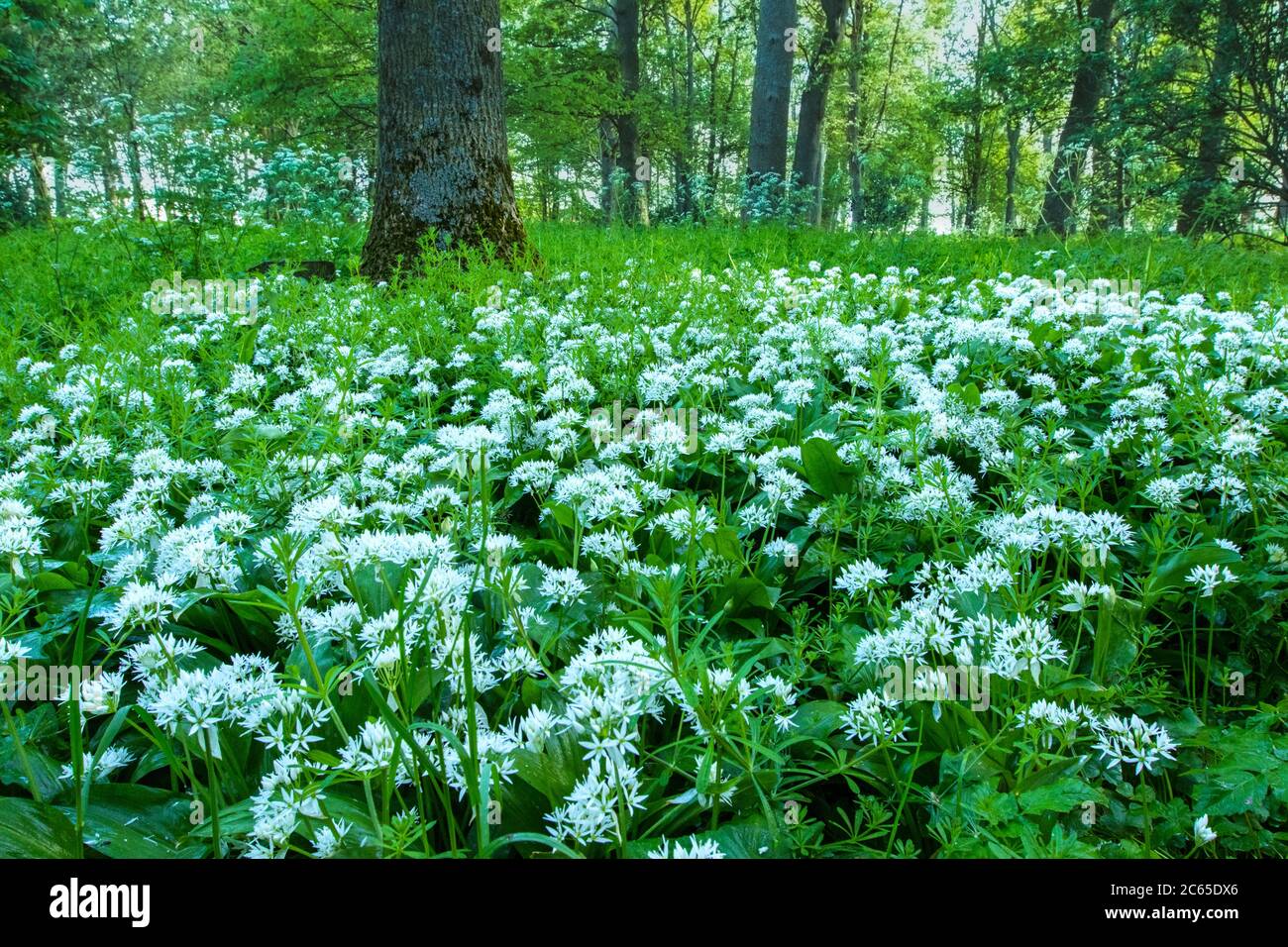Wild Garlic, Allium ursinum Stock Photo - Alamy