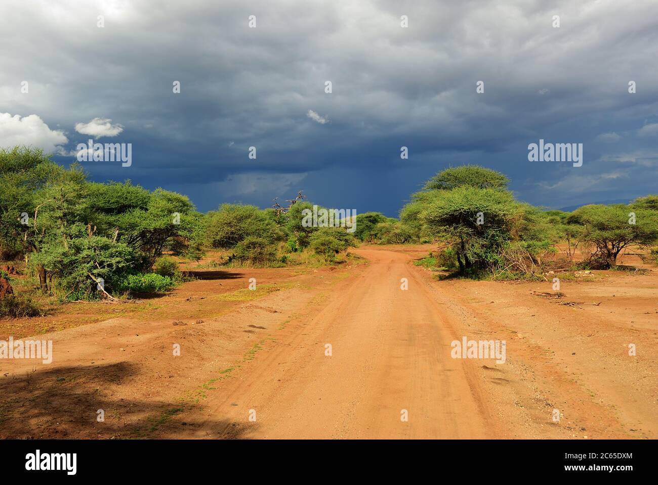 African dirt road andacacia trees in tropical Africa shown at sunset ...