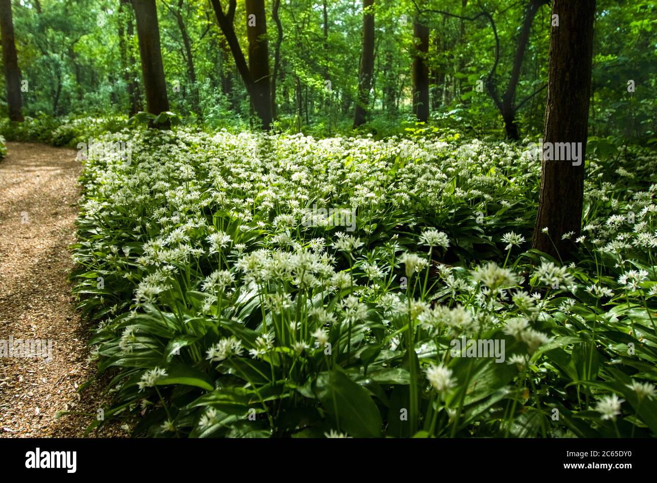 Wild Garlic, Allium ursinum Stock Photo - Alamy