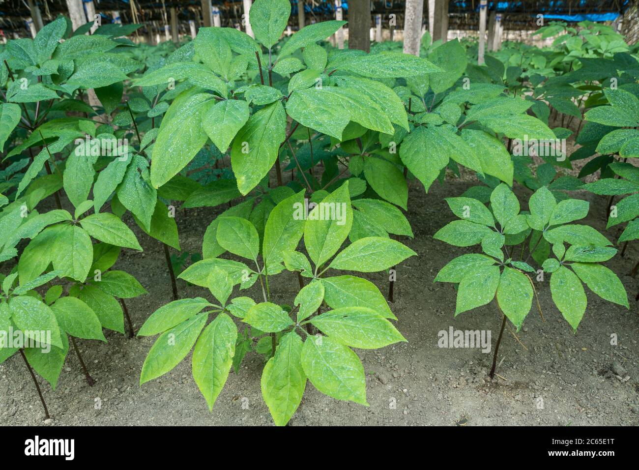 Philippine Ginseng Plant