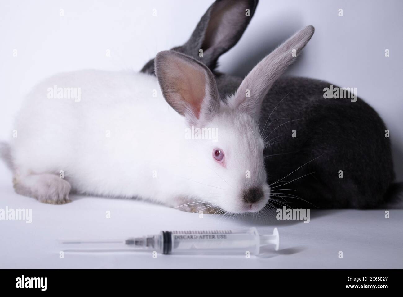 scared white and gray rabbits near an injection. copy space. veterinary ...