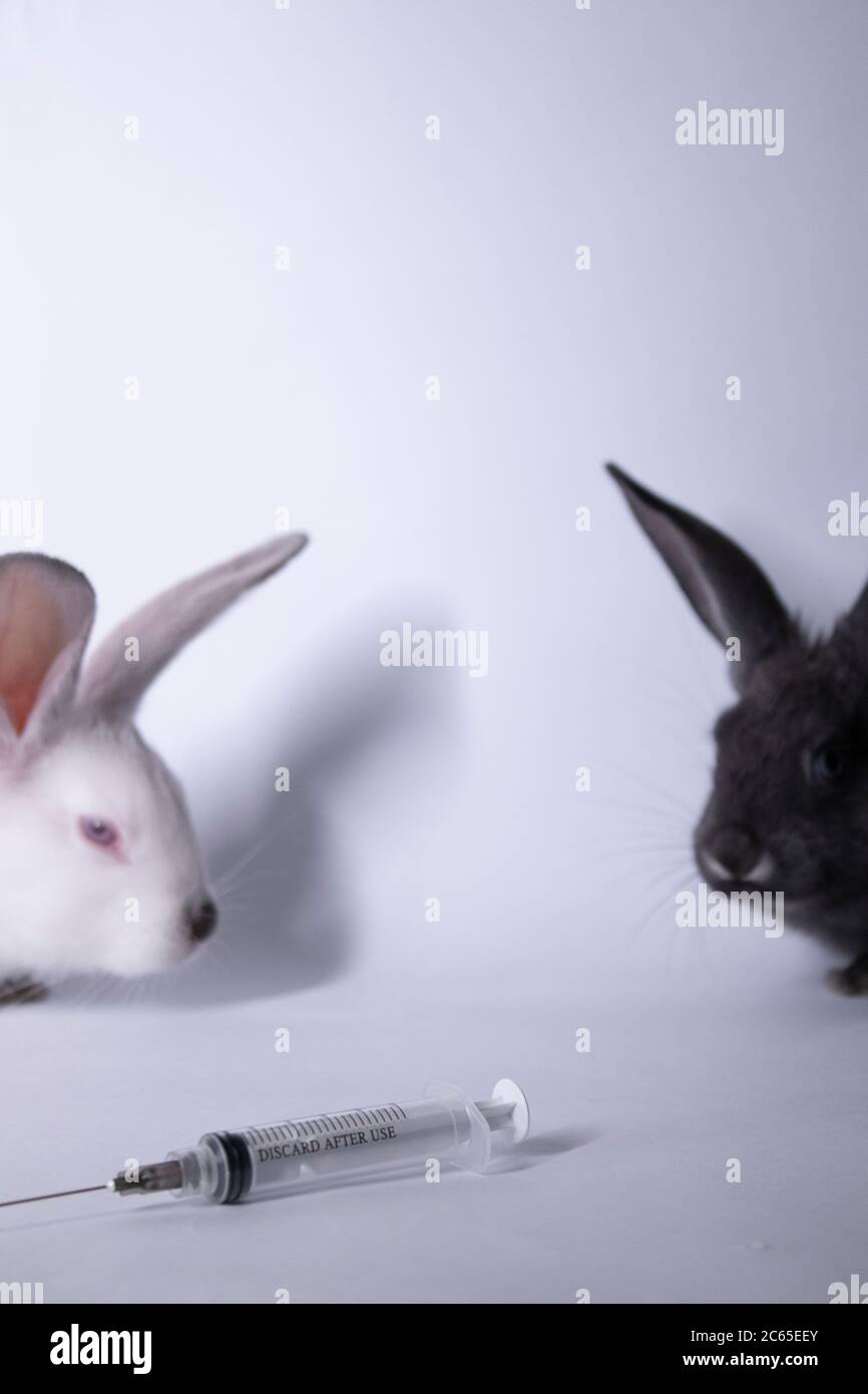 scared white and gray rabbits-bunnies near an injection-syringe. copy ...