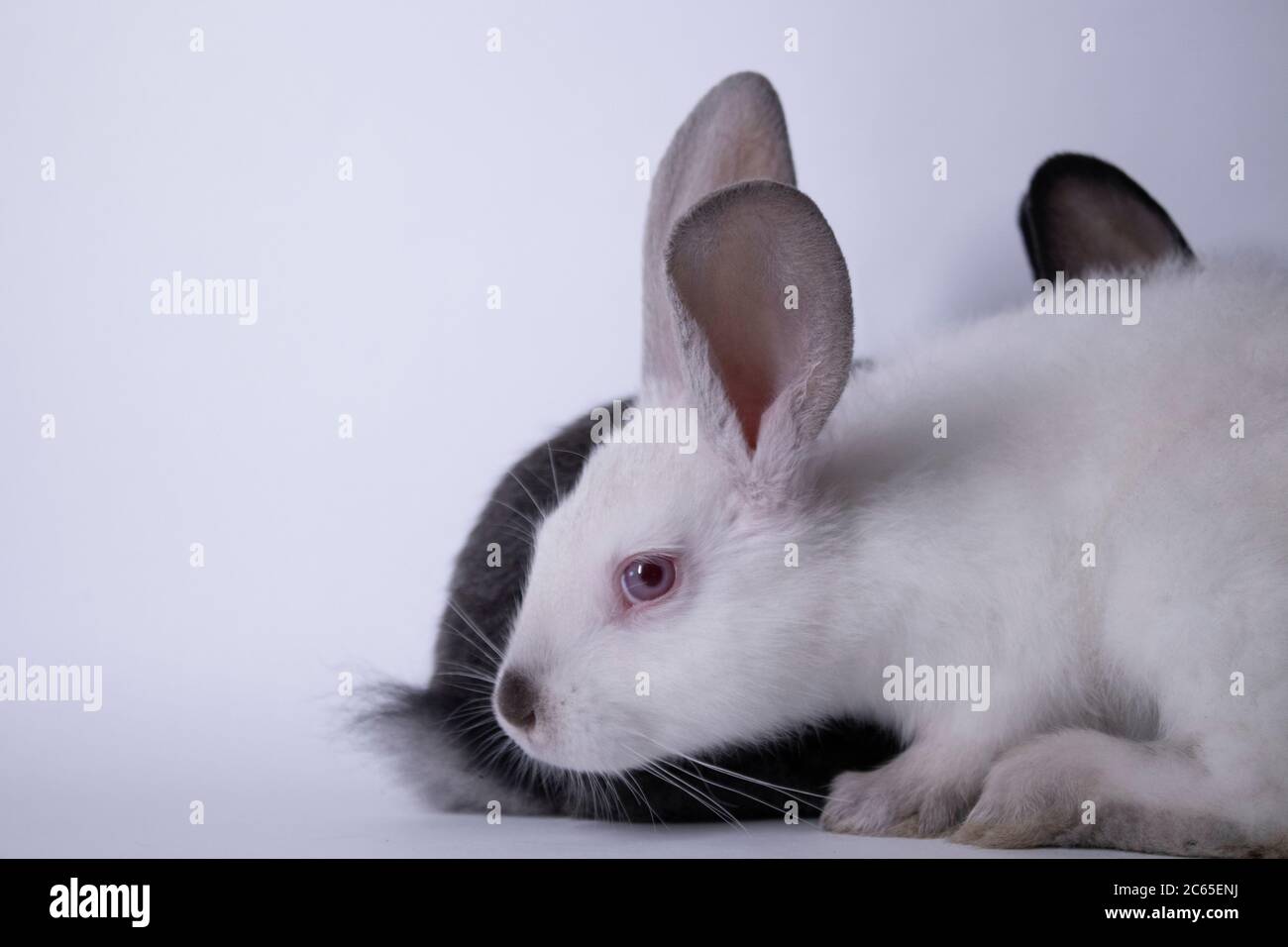 gray and white rabbits, bunnies on a white background. Isolated. Copy ...