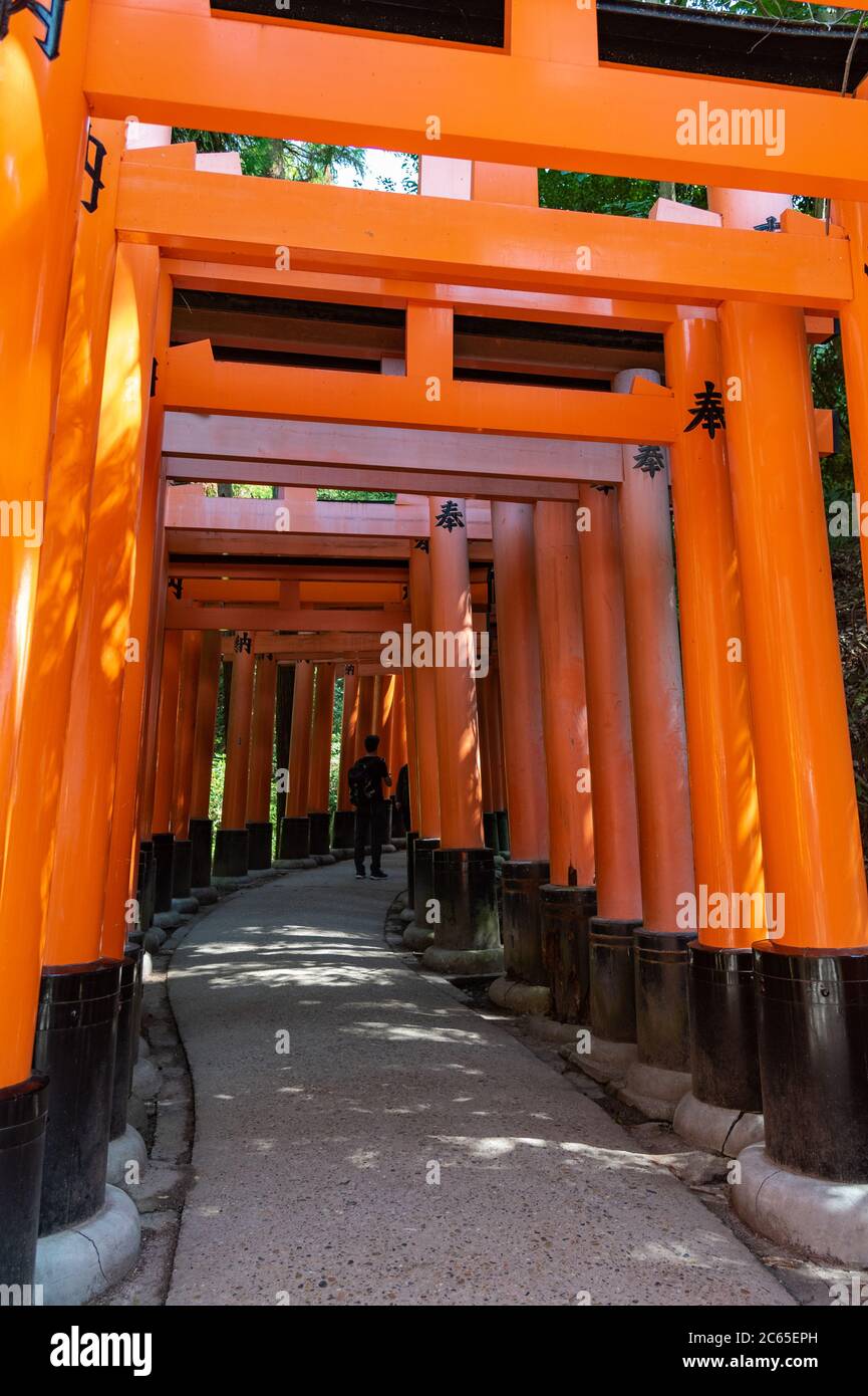 Fushimi inari taisha cat hi-res stock photography and images - Alamy