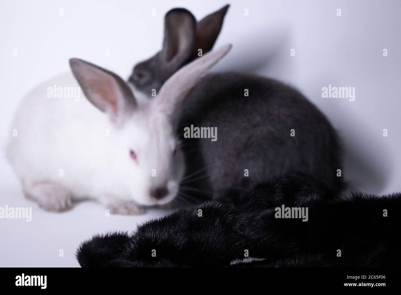 gray and white rabbits-bunnies scared near a natural woolen black coat ...