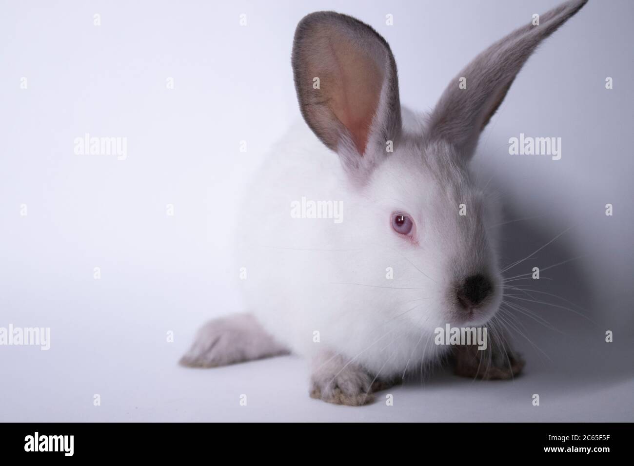 Cute White Bunny Red Eyes