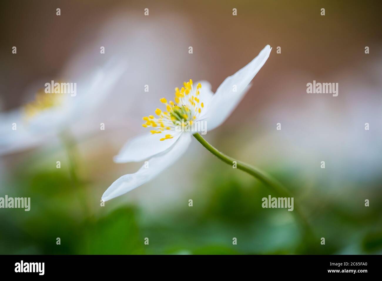 Bosanemoon, Wood anemone, Anemone nemorosa Stock Photo - Alamy