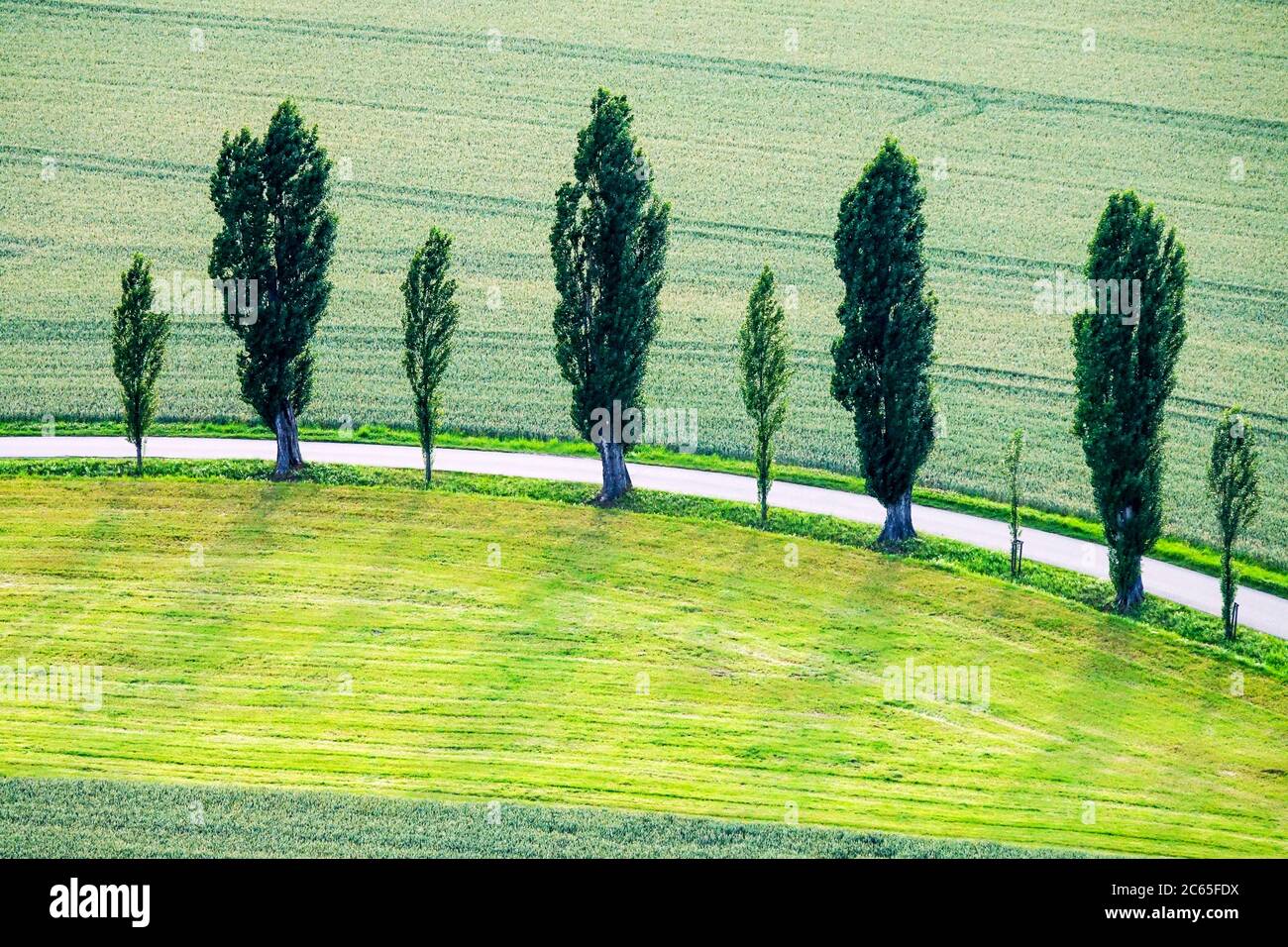A row of Poplar trees and country road trees in Saxon Switzerland ...