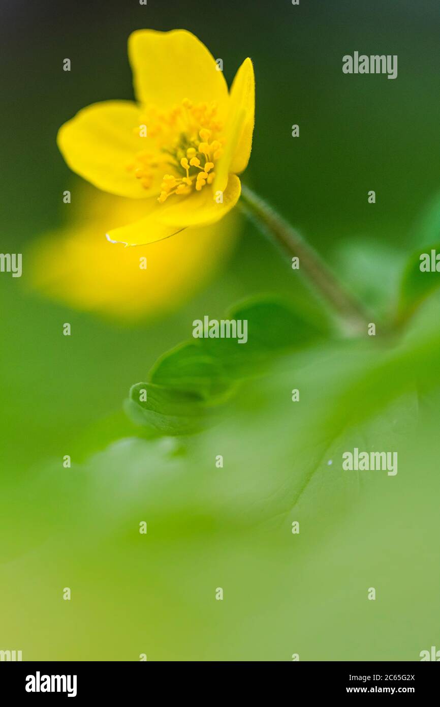 Gele anemoon Yellow Anemon; Anemone ranunculoides Stock Photo - Alamy