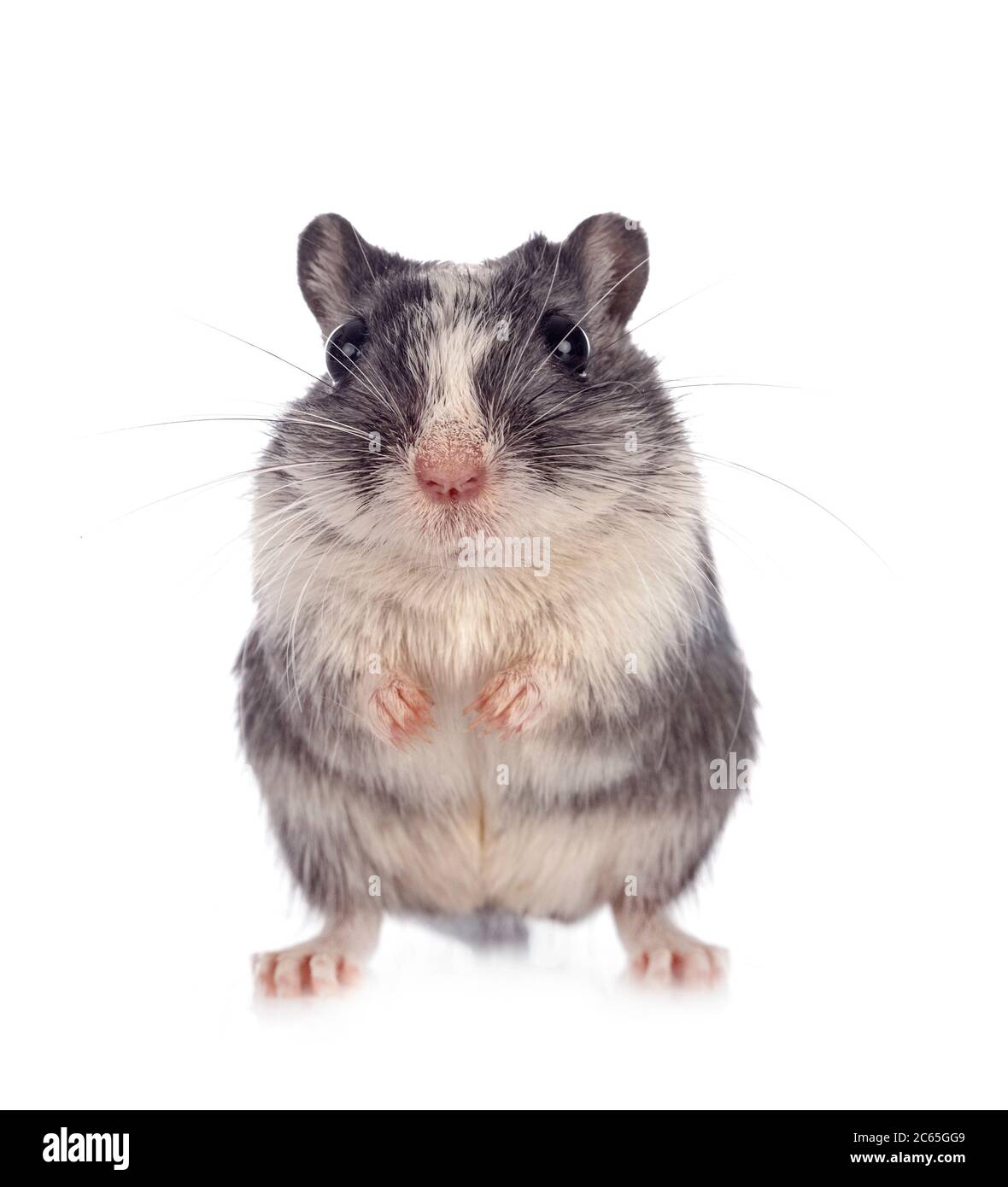 young gerbil in front of white background Stock Photo - Alamy