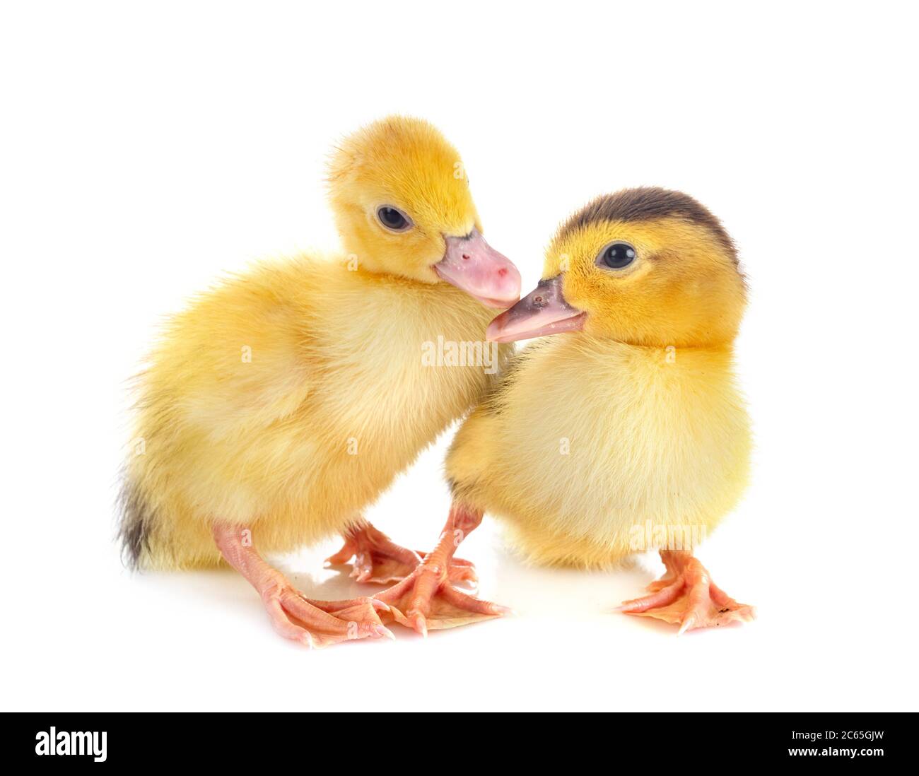 young ducklings in front of white background Stock Photo - Alamy