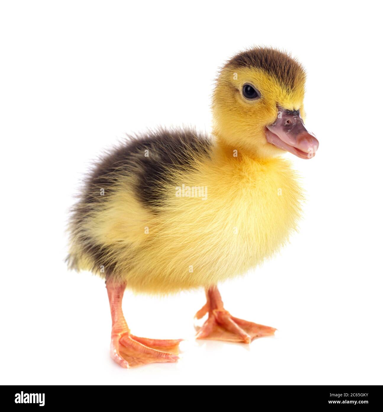 young duckling in front of white background Stock Photo - Alamy