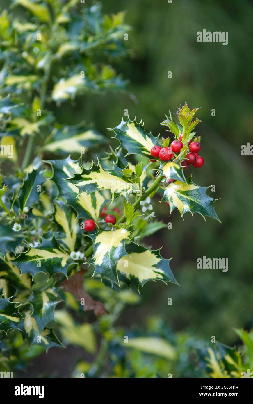 Stechpalme Ilex aquifolium Yellow Star Stock Photo - Alamy