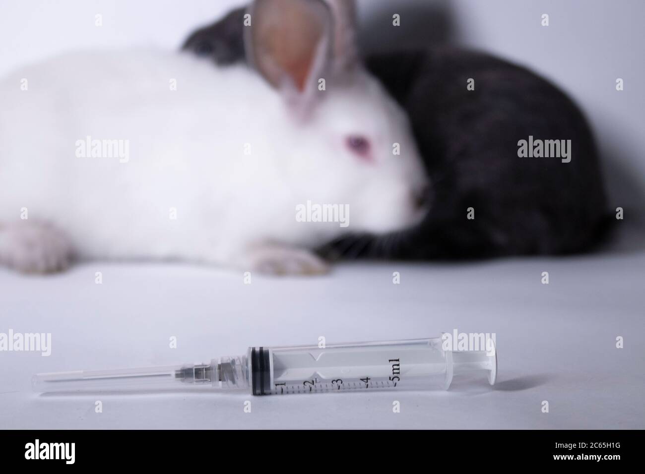 scared white and gray rabbits-bunnies near an injection-syringe. copy ...