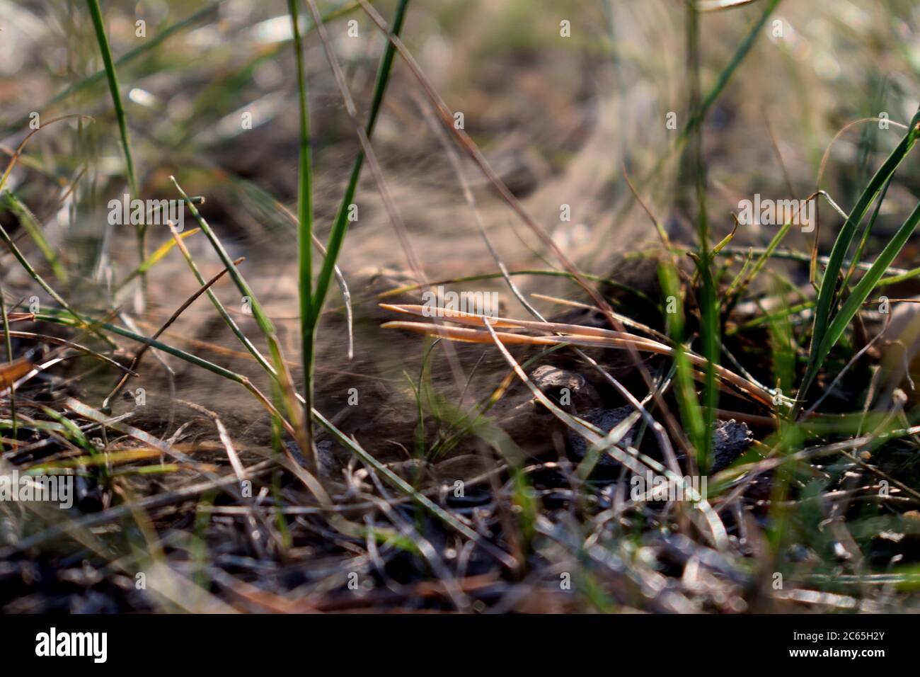Puffball releasing spores hi-res stock photography and images - Alamy