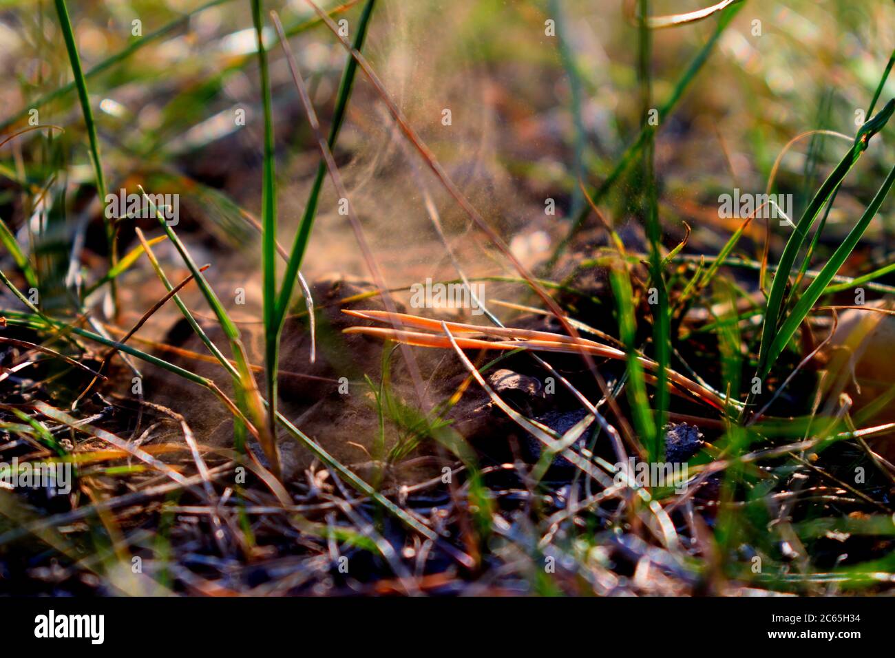 Puffball releasing spores hi-res stock photography and images - Alamy