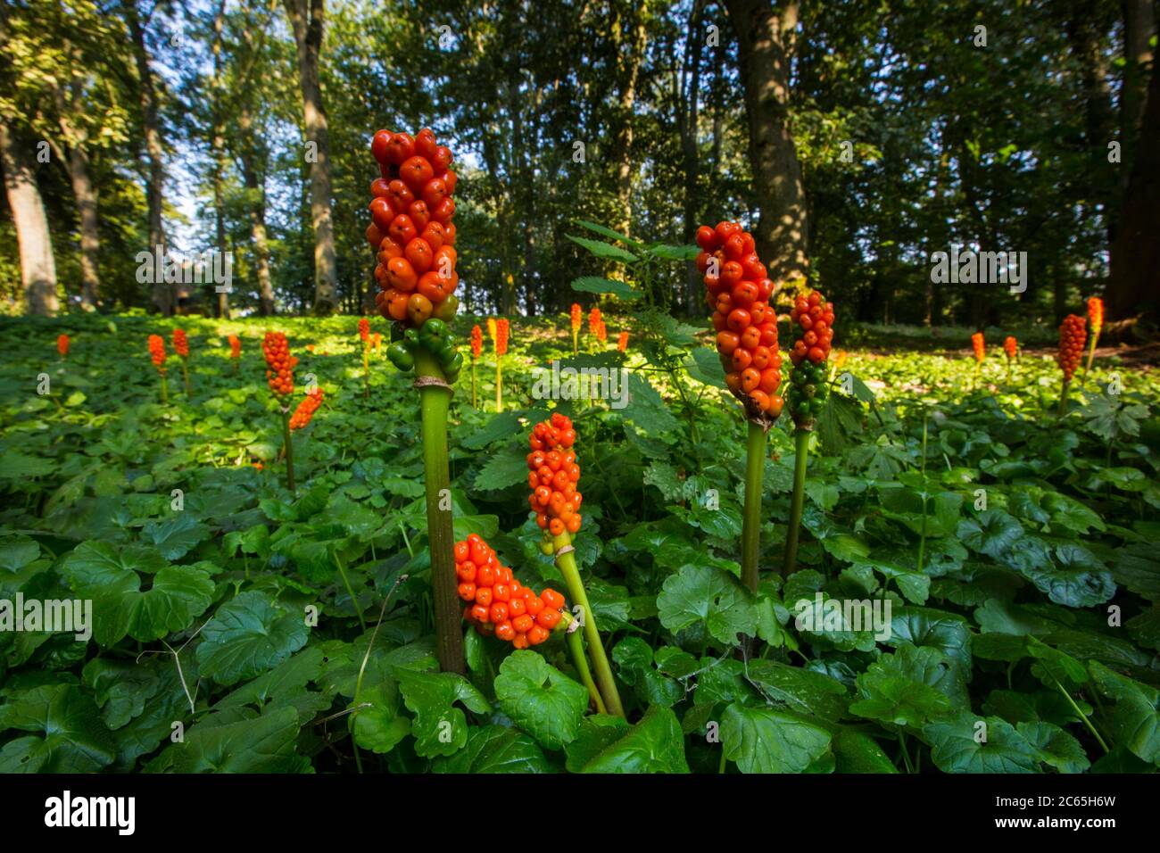 Italian lords and ladies arum italicum hi-res stock photography and ...