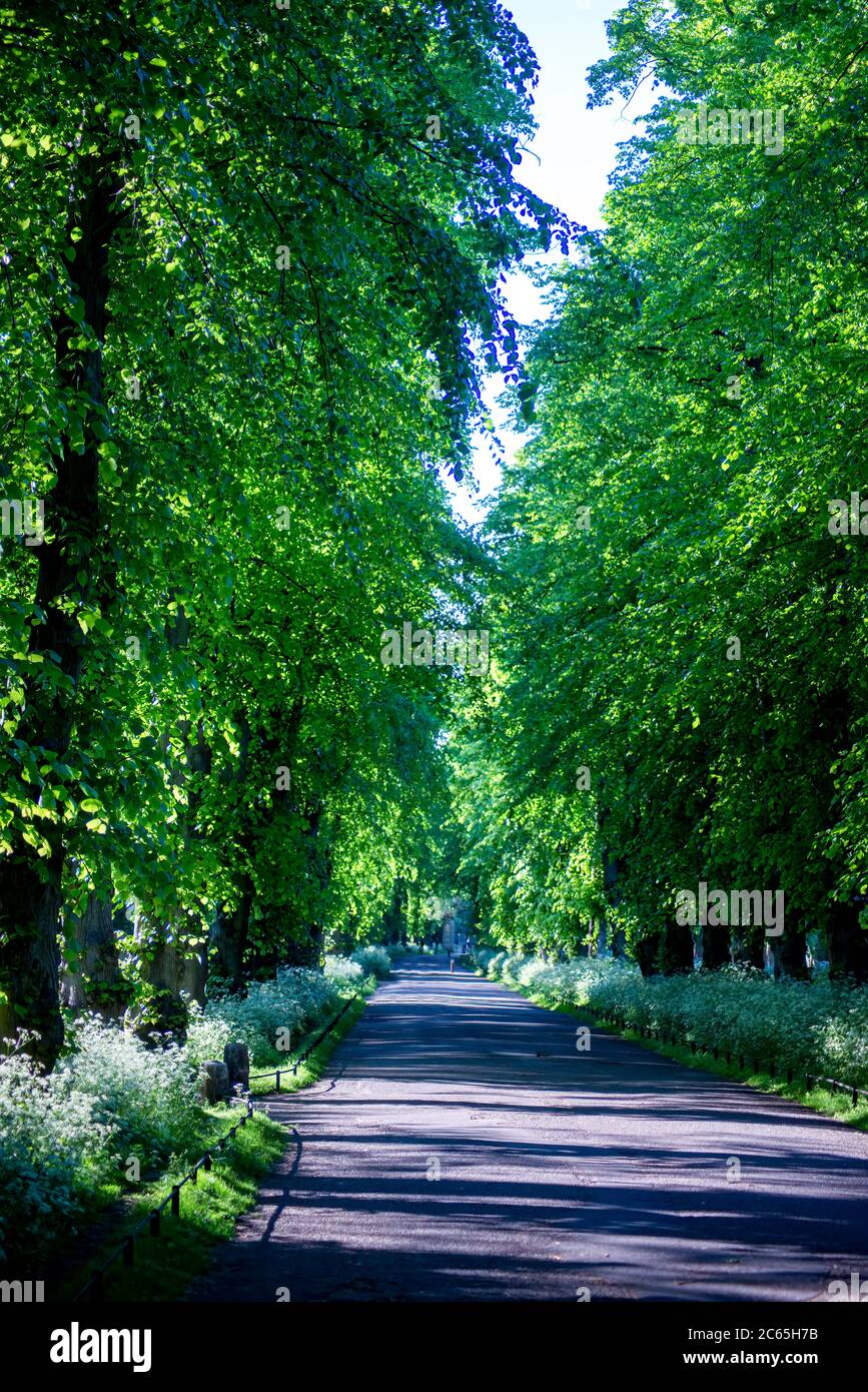Avenue of trees Stock Photo - Alamy