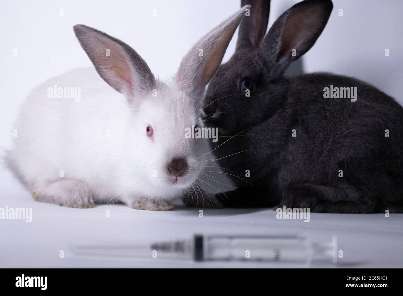 scared white and gray rabbits-bunnies near an injection-syringe. copy ...
