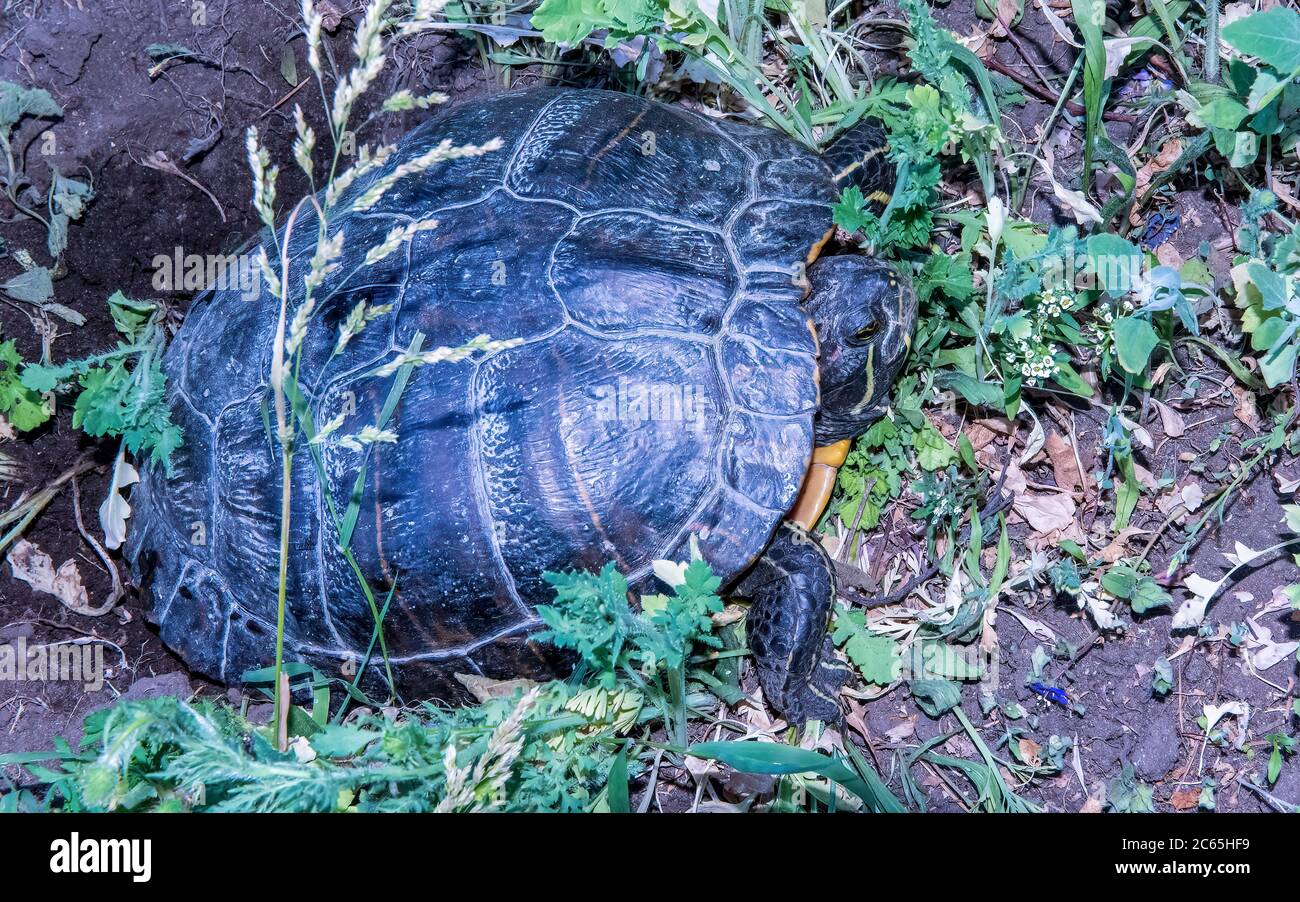 Red eared terrapin trying to make a nest Stock Photo - Alamy