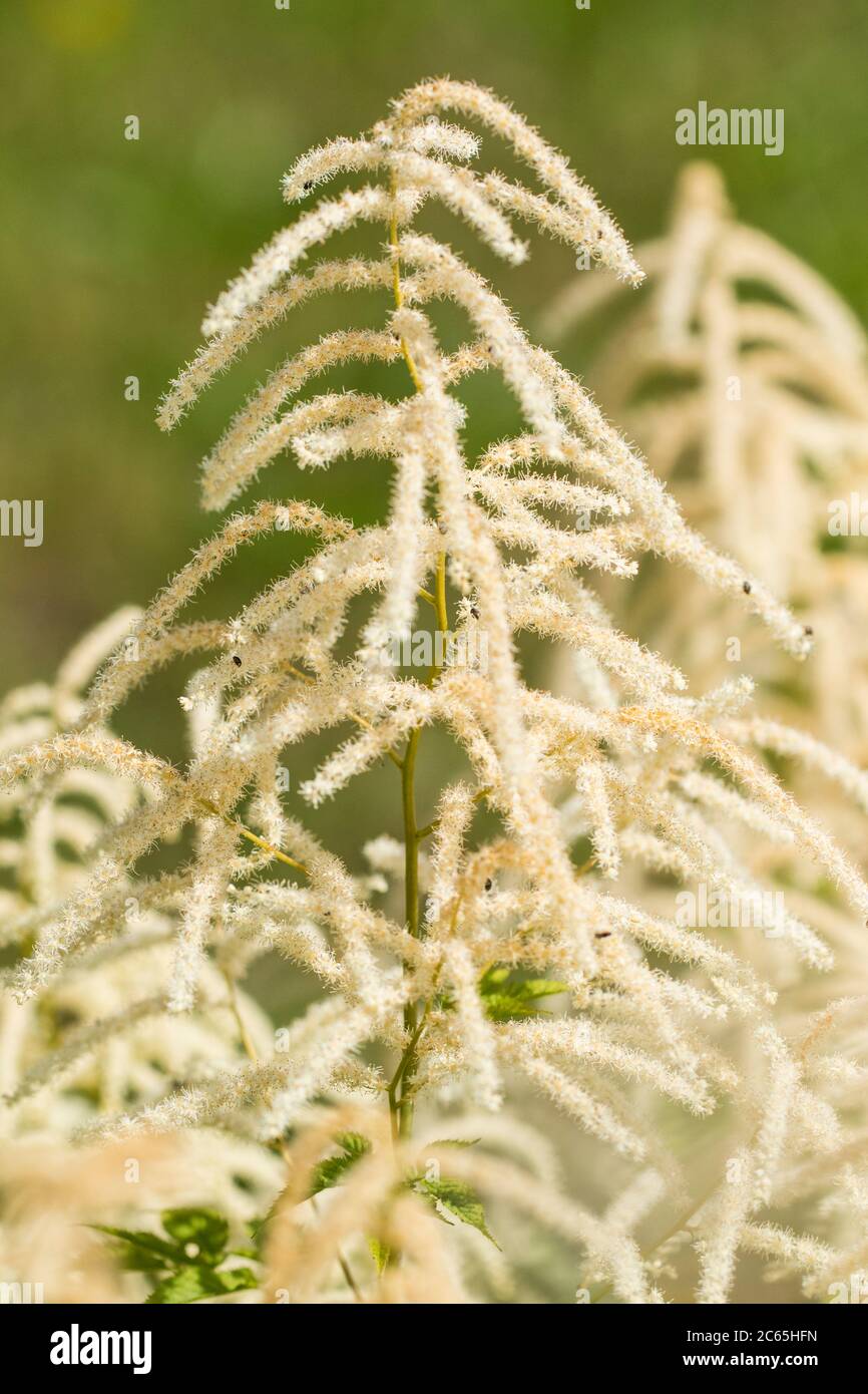 White goatsbeard hi-res stock photography and images - Alamy