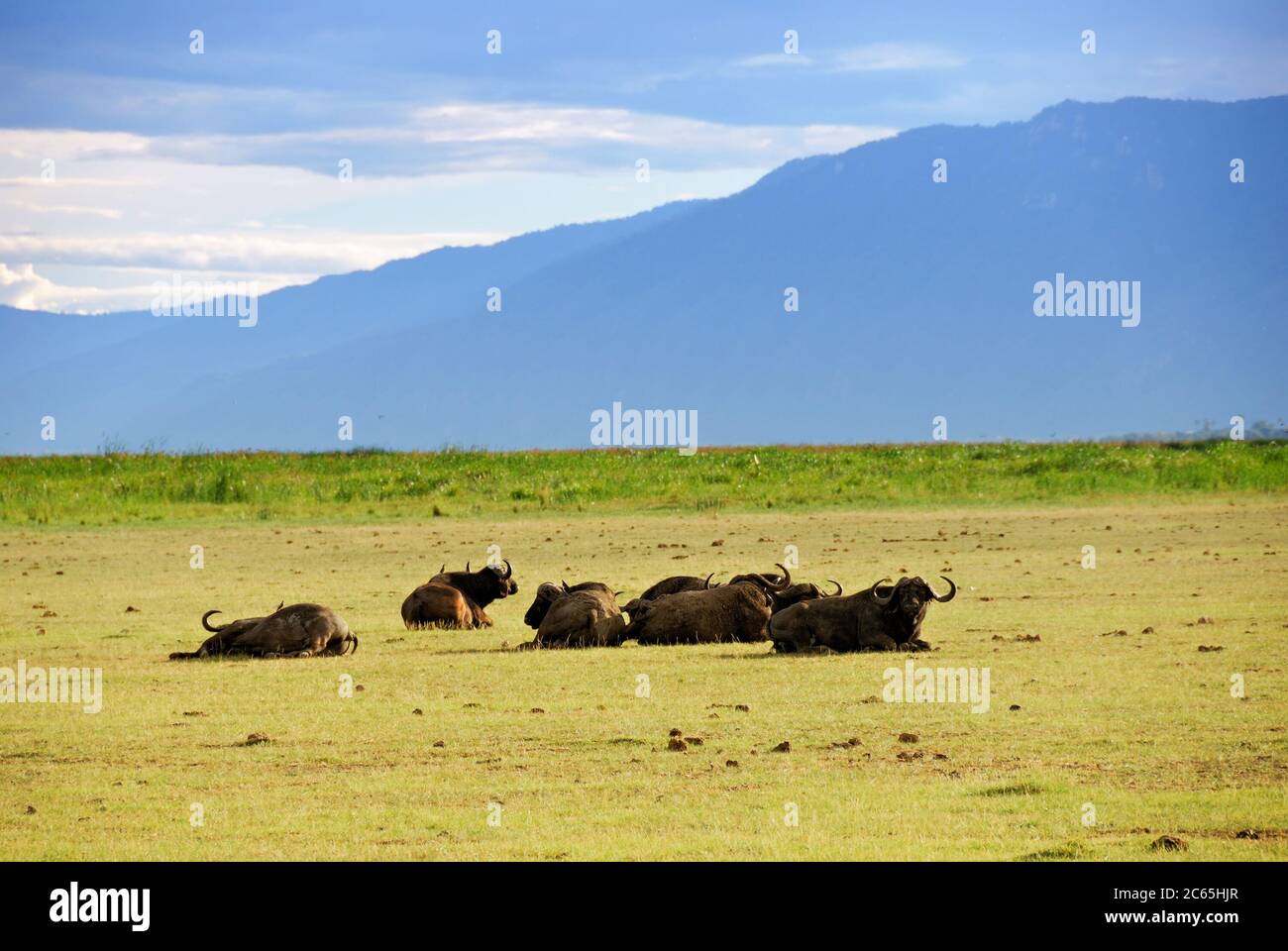 African cape buffalo rest hi-res stock photography and images - Alamy