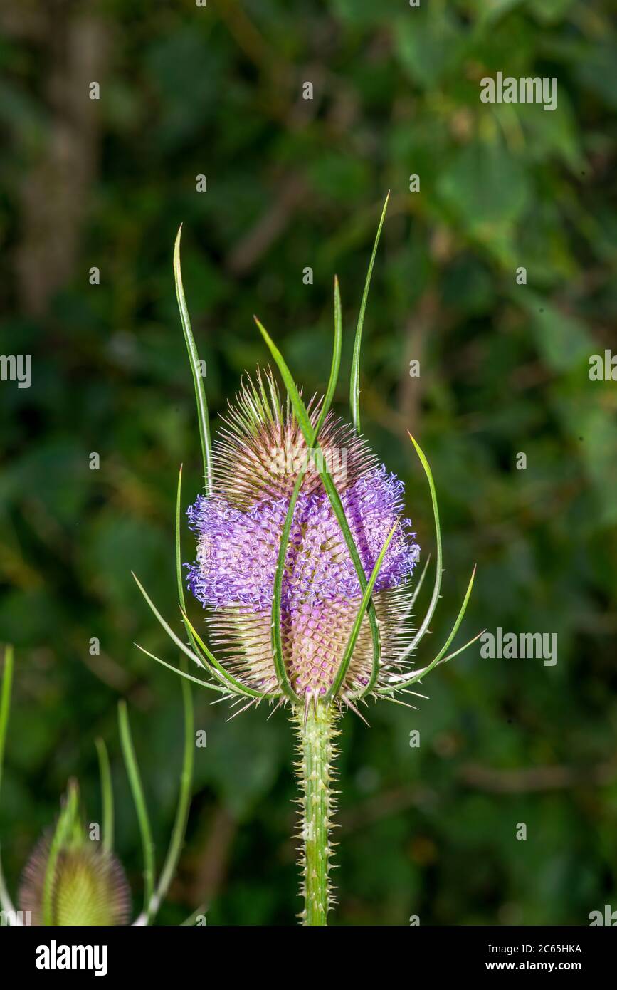 Teasels in summer garden hi-res stock photography and images - Alamy