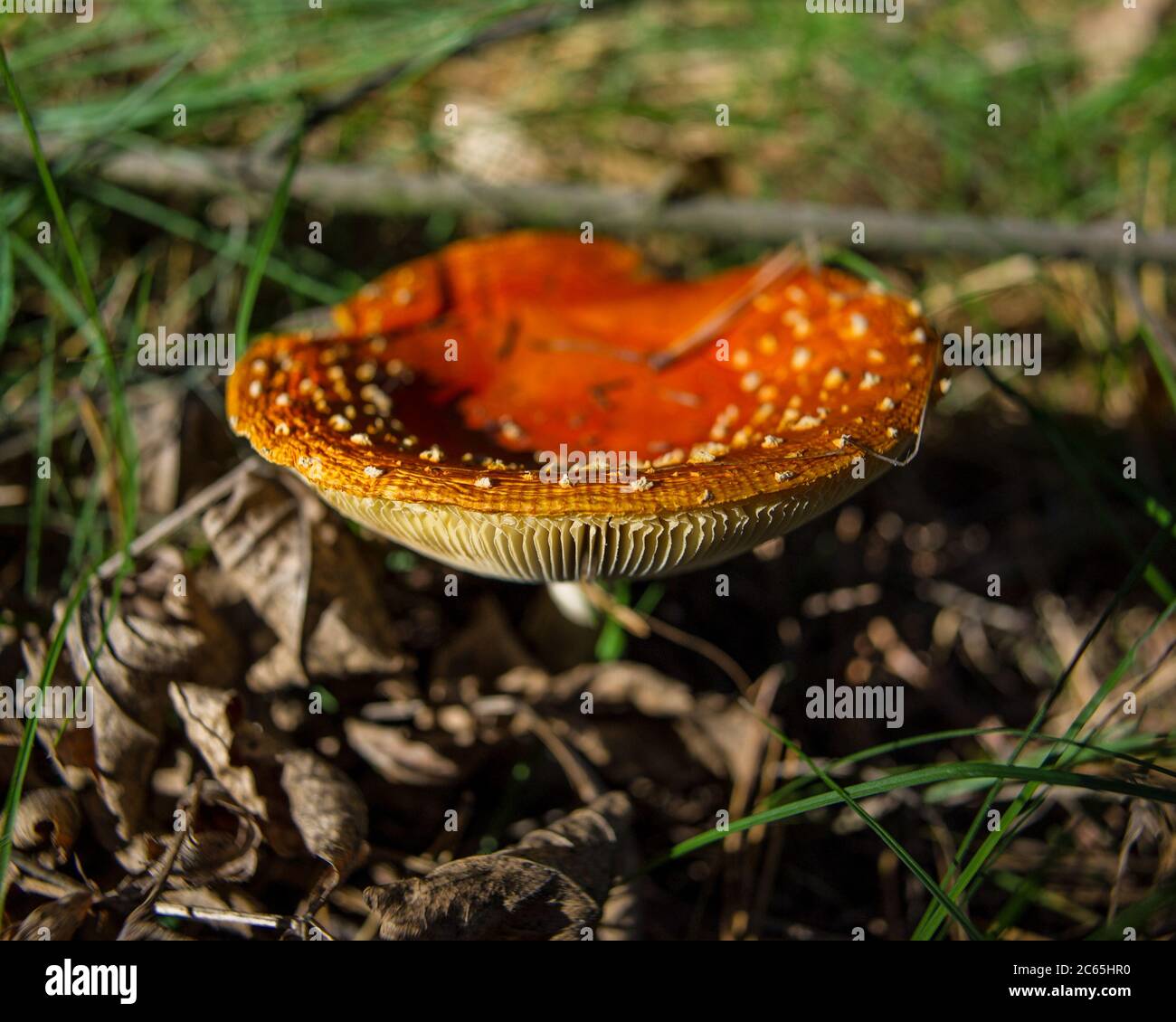 Breeding fungi hi-res stock photography and images - Alamy