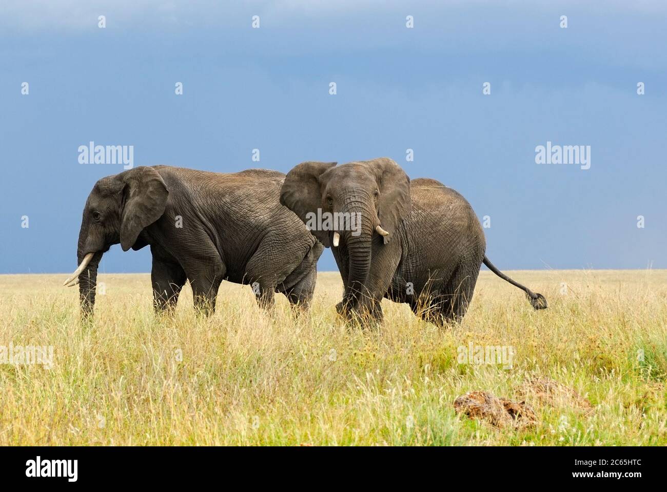 Two adult african elephants hi-res stock photography and images - Alamy