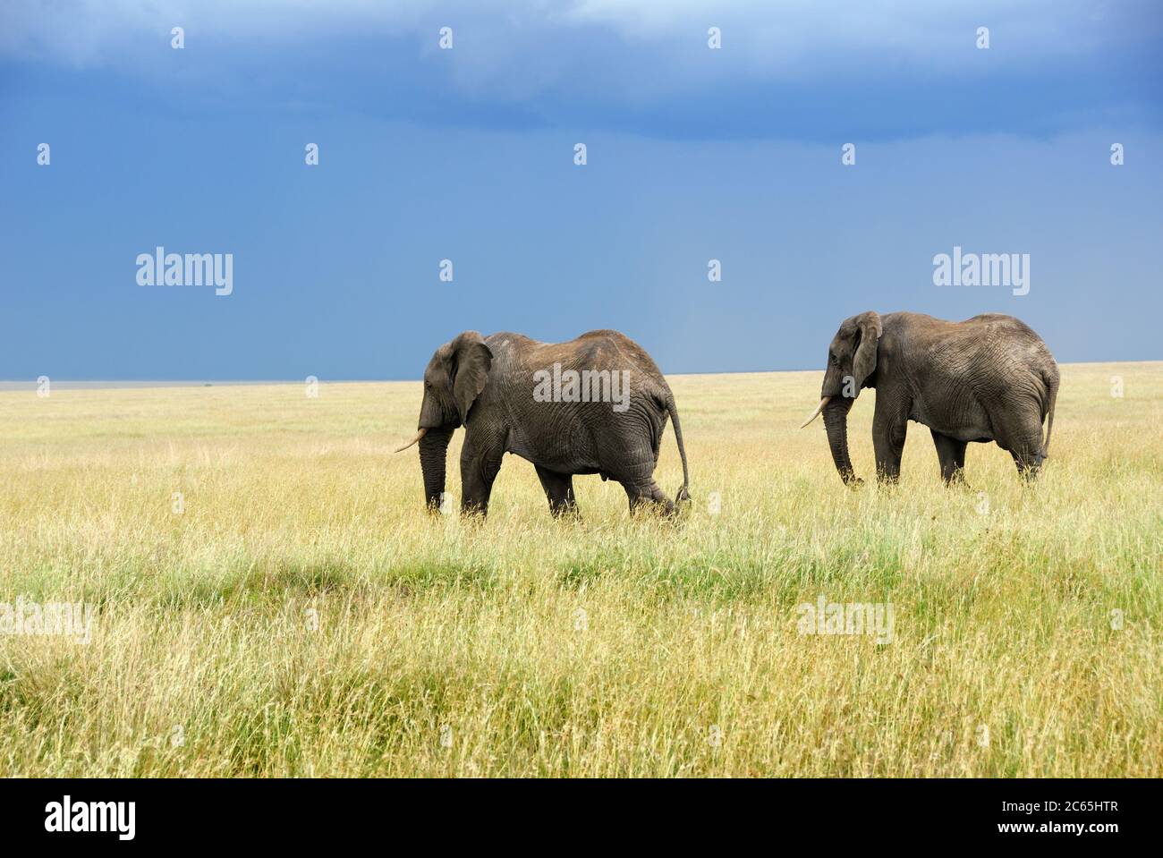 African elephants running hi-res stock photography and images - Alamy