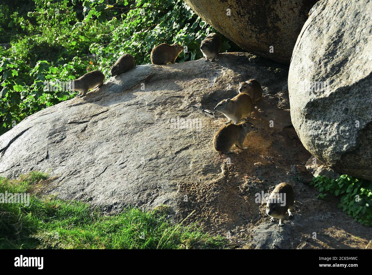 Group of the rock damans on granite dike in Serengeti national park ...