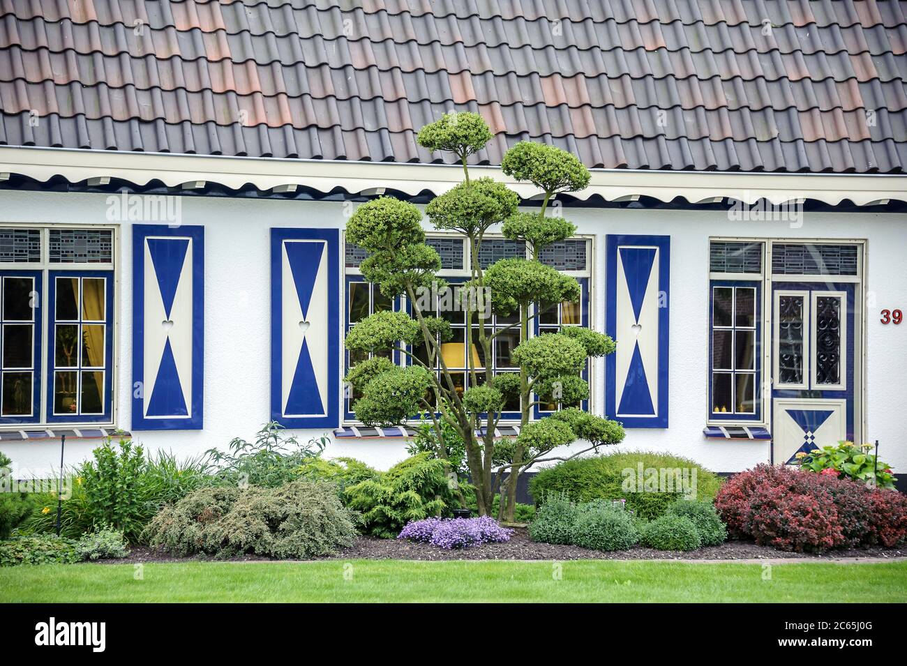 Japanische Huelse Ilex crenata Stock Photo - Alamy