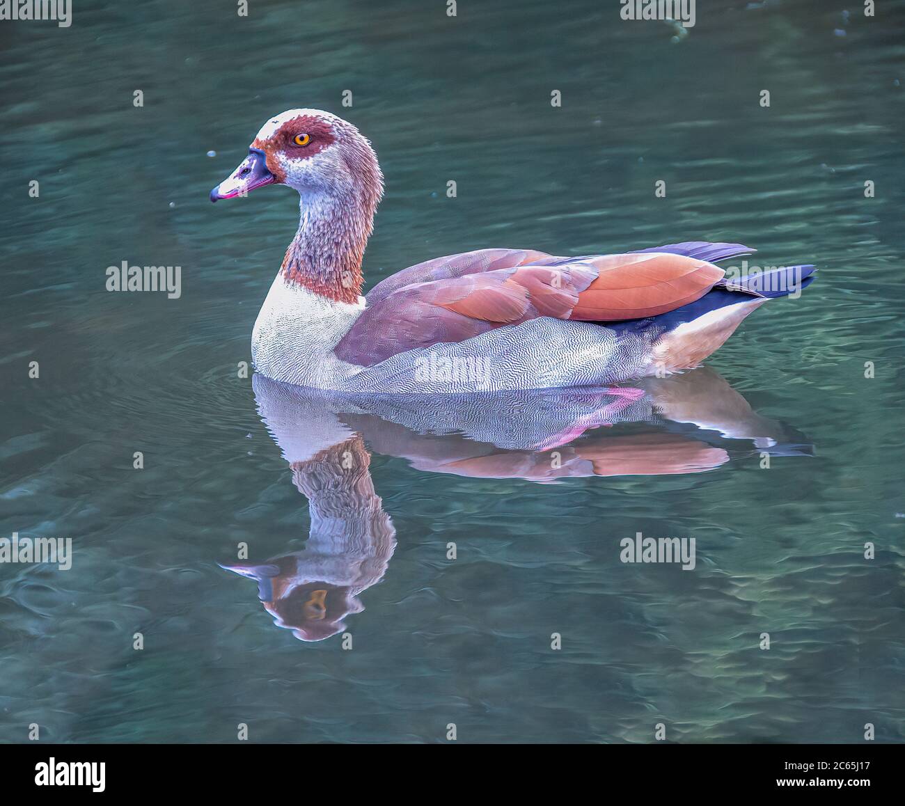 Egyptian wing hi-res stock photography and images - Alamy