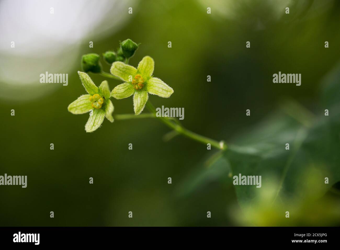 Red bryony hi-res stock photography and images - Alamy