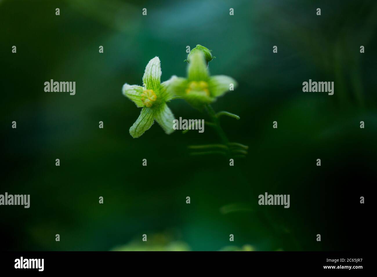 Red bryony hi-res stock photography and images - Alamy