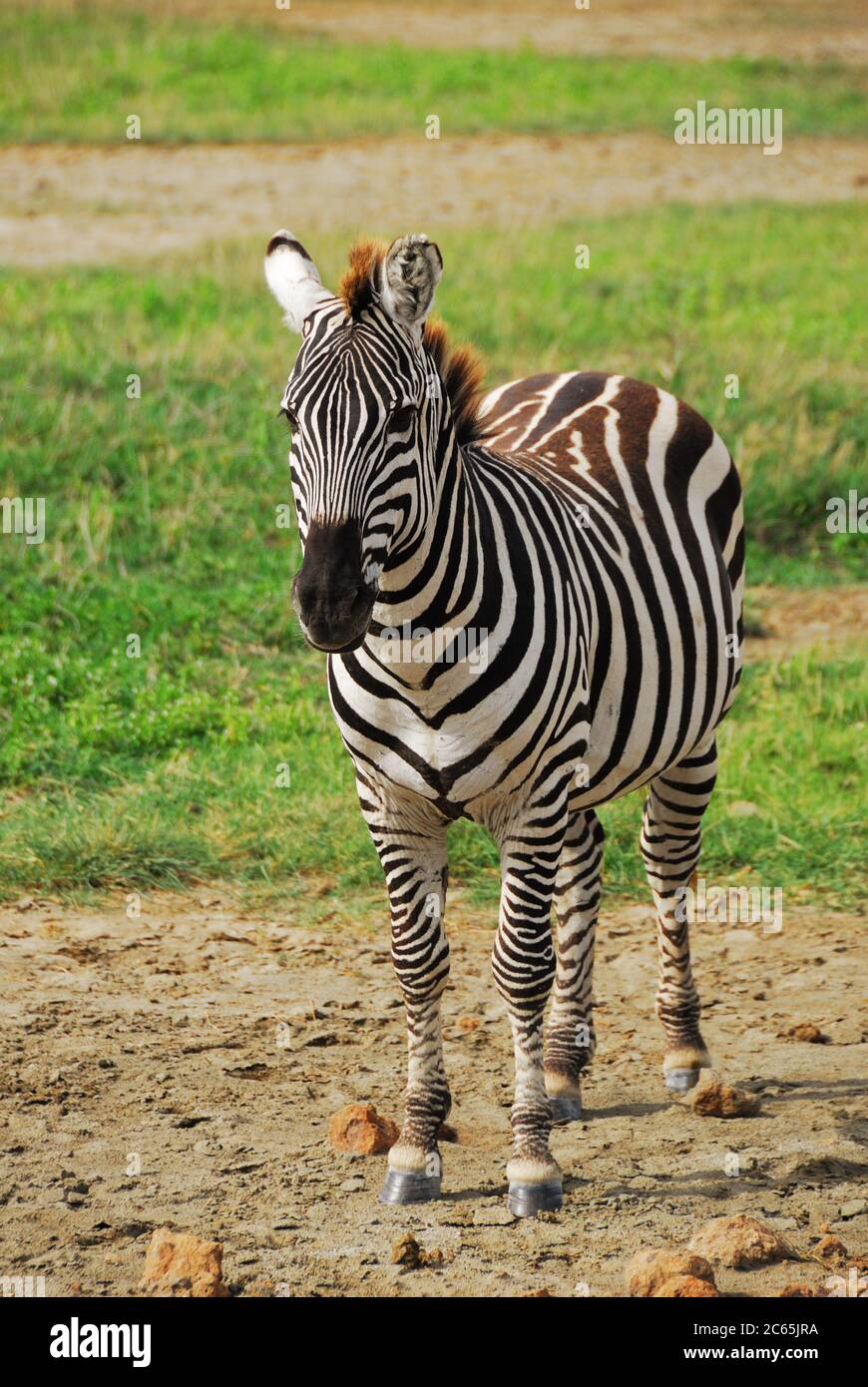 Zebra in Ngorongoro crater Stock Photo - Alamy