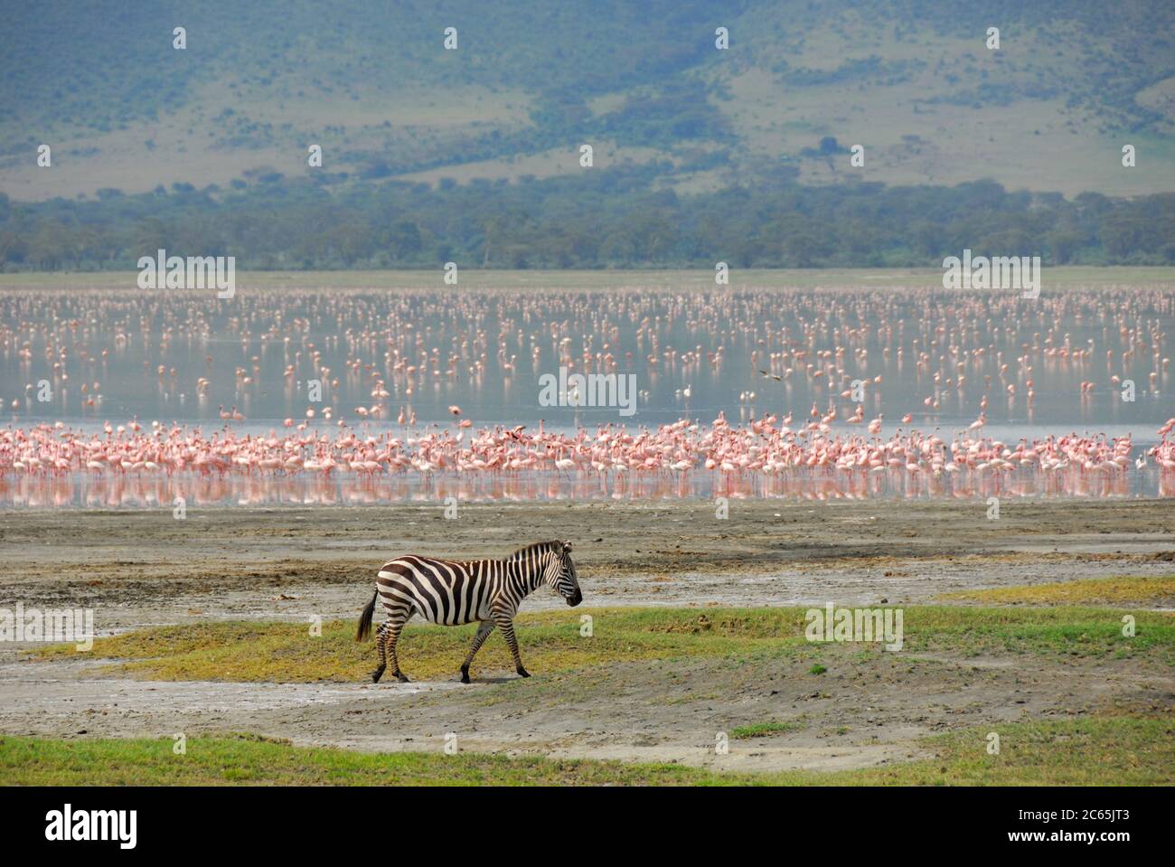 Zebra and pink flamingos Stock Photo - Alamy