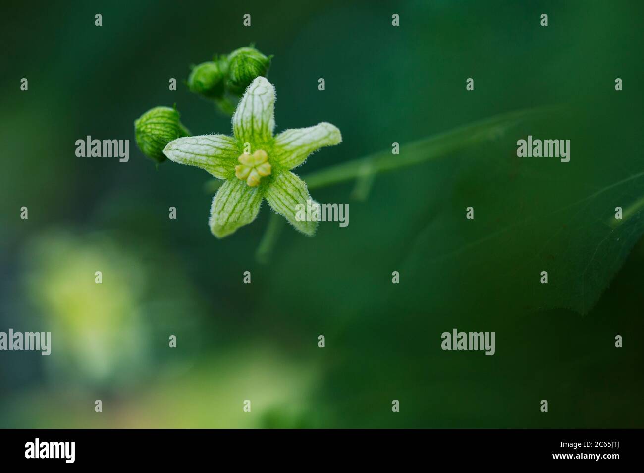 Red bryony hi-res stock photography and images - Alamy