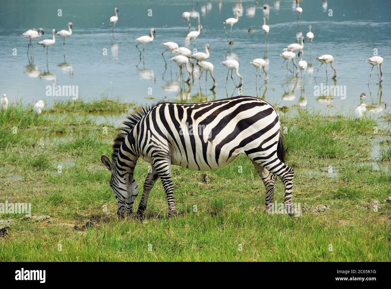 Zebra flamingo hi-res stock photography and images - Alamy