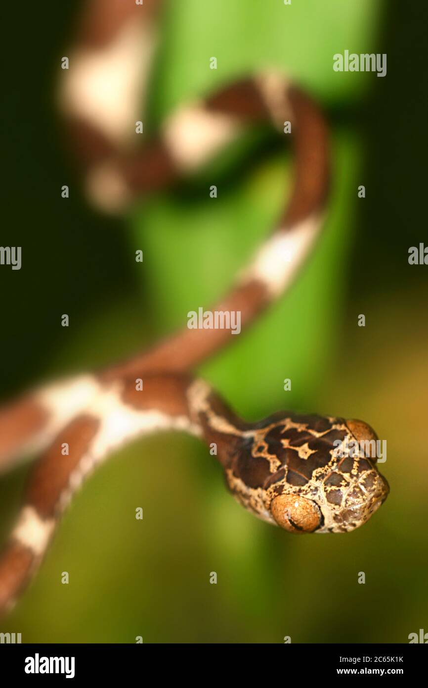 Blunthead Tree Snake, Imantodes cenchoa, Rainforest, Napo River Basin ...