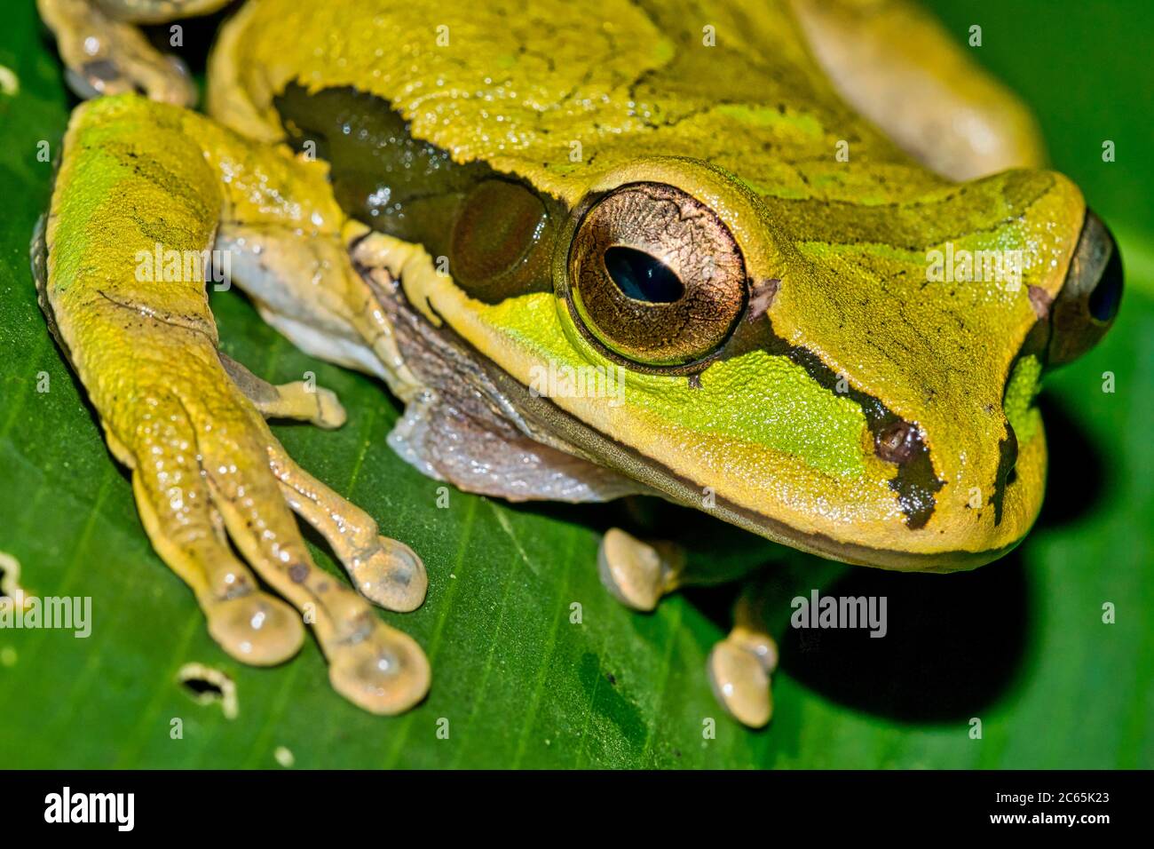 New Granada Cross-banded Tree Frog, Smilisca phaeota, Tropical ...